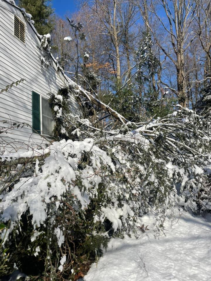 Storm Damage Clean-Up - The Tree People
